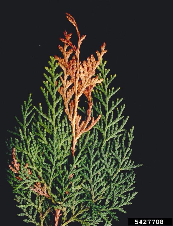 Arborvitae Tree Diseases