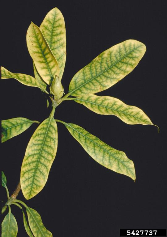 iron deficiency