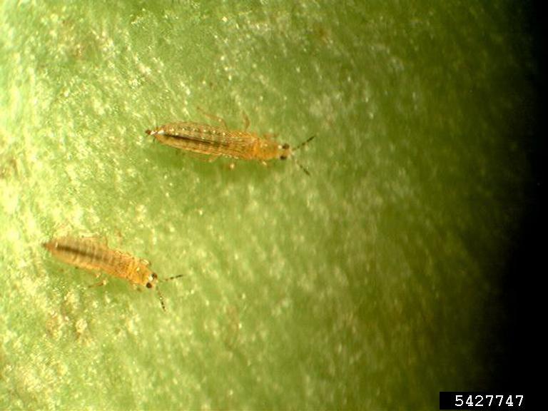 western flower thrips (Frankliniella occidentalis (Pergande, 1895))