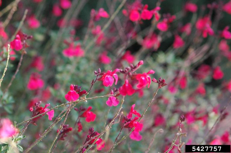 autumn sage (Salvia greggii)