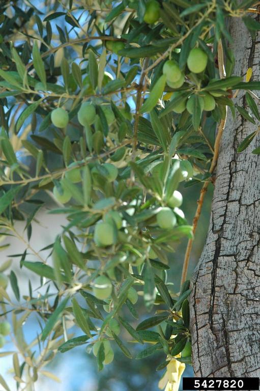 olive (Olea europaea L.)