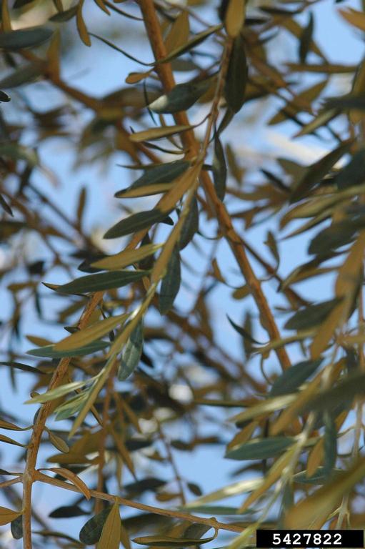 olive (Olea europaea)