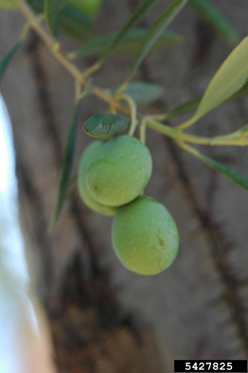 olive (Olea europaea)