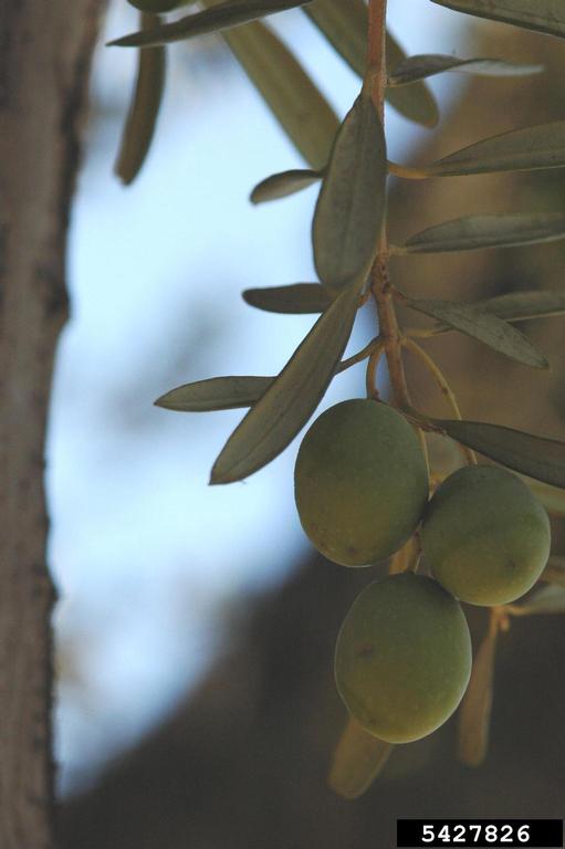 olive, Olea europaea (Scrophulariales: Oleaceae) - 5427826