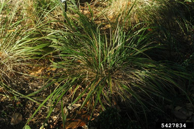 rough reedgrass (Calamagrostis arundinacea)