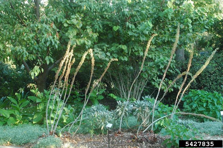 red squill (Urginea maritima)
