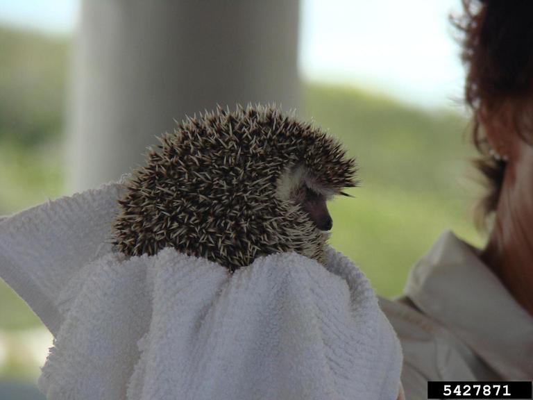 four-toed hedgehog (Atelerix albiventris)