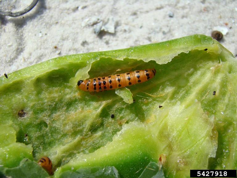cactus moth (Cactoblastis cactorum (Berg))