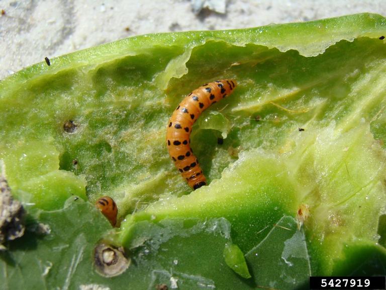 cactus moth (Cactoblastis cactorum ) on pricklypear/cholla (Opuntia spp ...