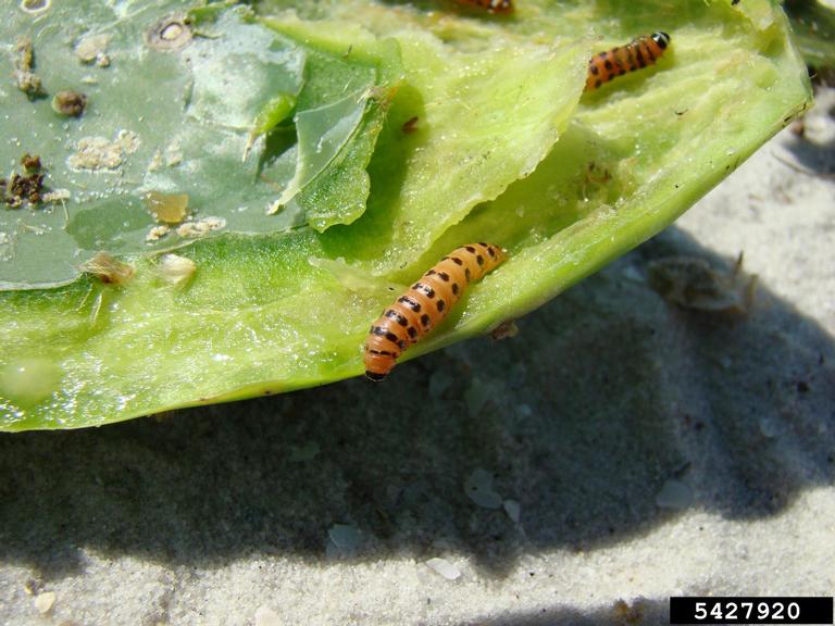 cactus moth (Cactoblastis cactorum (Berg))