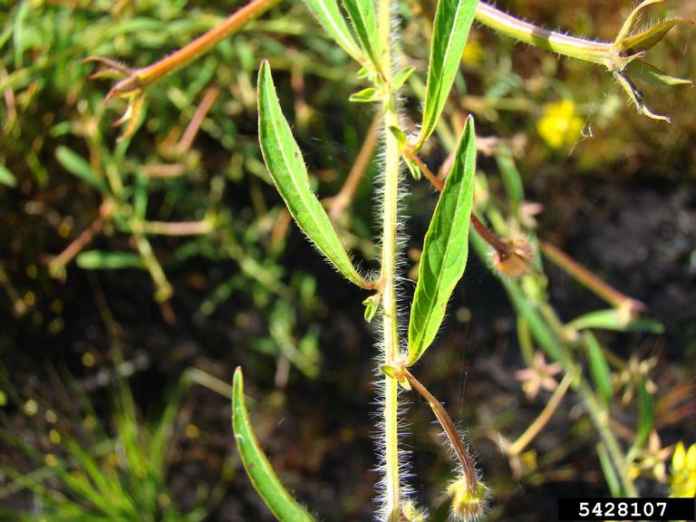 anglestem primrose-willow (Ludwigia leptocarpa (Nutt.) H. Hara)