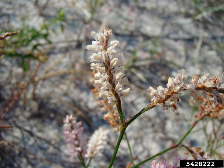 largeflower jointweed (Polygonella robusta (Small) G.L. Nesom & V.M. Bates)