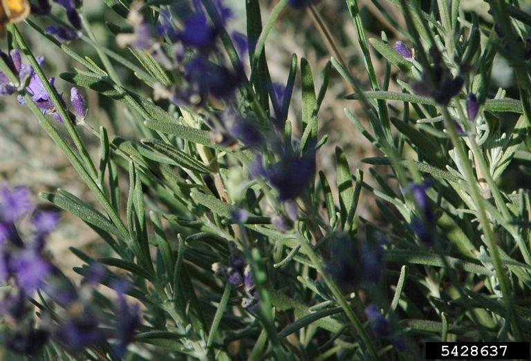 English lavender (Lavandula angustifolia Mill.)