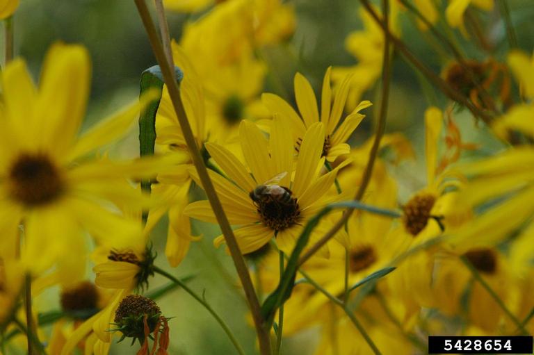 sunflower (Genus Helianthus L.)