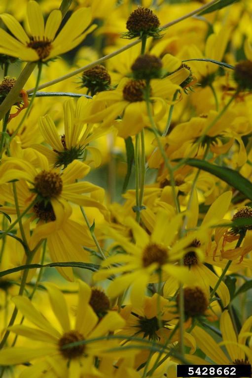 sunflower (Genus Helianthus L.)