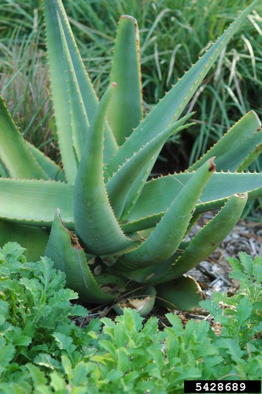 aloe (Genus Aloe L.)