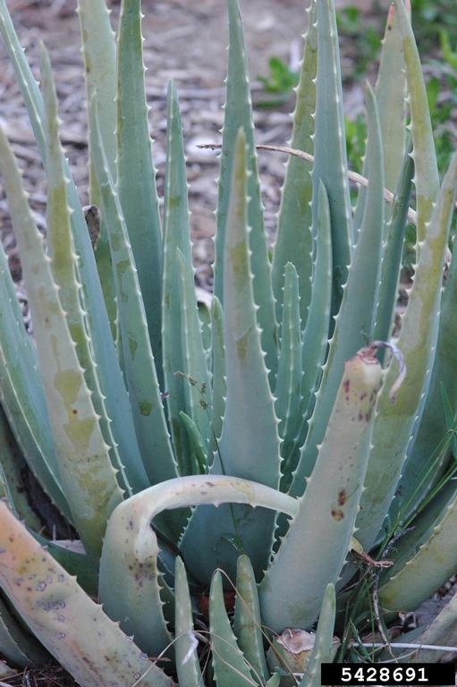 aloe (Genus Aloe L.)