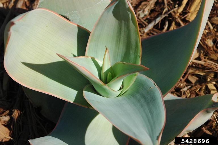 agave (Genus Agave L.)