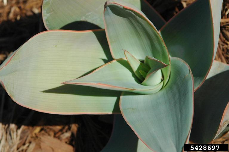 agave (Genus Agave L.)