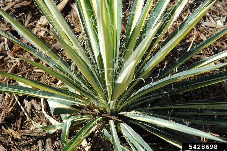 yucca (Genus Yucca L.)