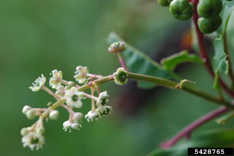 common pokeweed (Phytolacca americana L.)