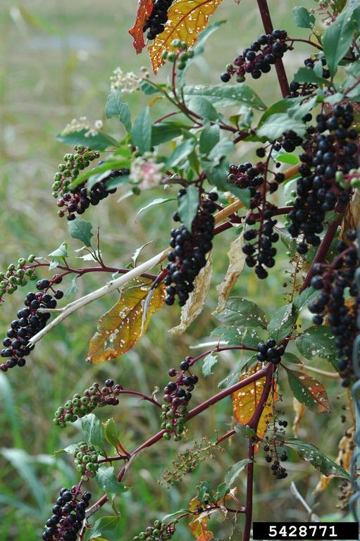 common pokeweed (Phytolacca americana L.)