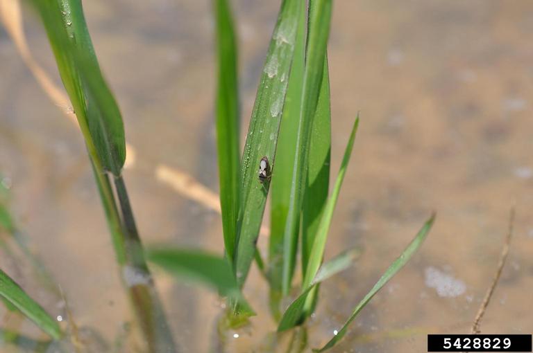 chinch bug (Blissus leucopterus leucopterus (Say, 1832))