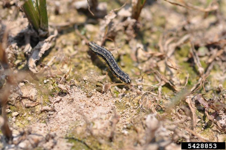 fall armyworm (Spodoptera frugiperda (J.E. Smith))
