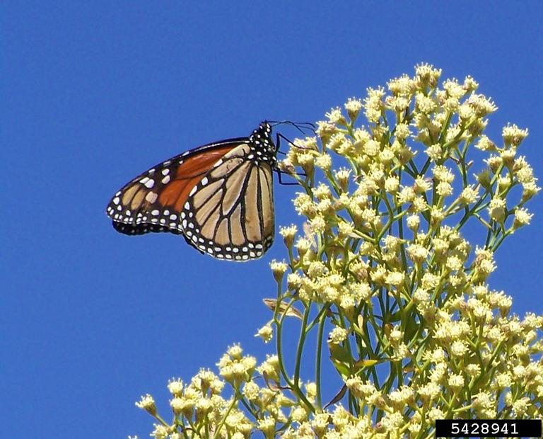 monarch butterfly (Danaus plexippus (Linnaeus))