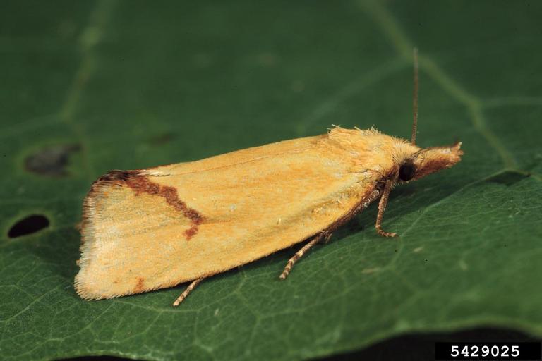 common yellow conch (Agapeta hamana Linnaeus 1758)