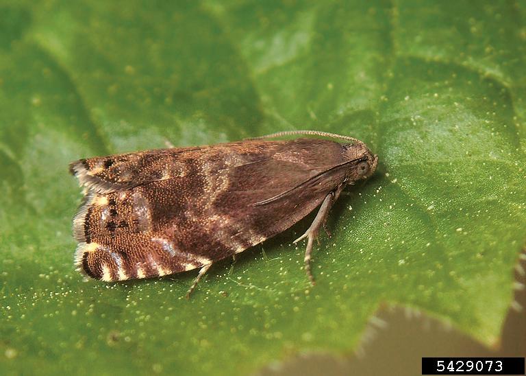 spruce bark tortrix moth (Cydia pactolana (Zeller))