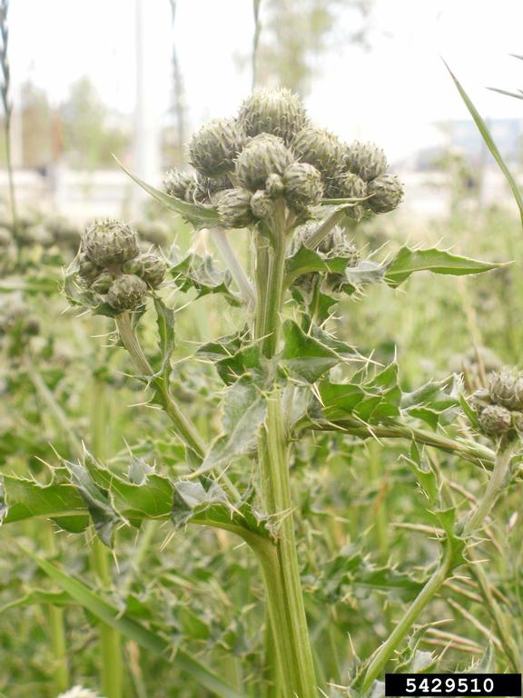 Canada thistle (Cirsium arvense (L.) Scop.)
