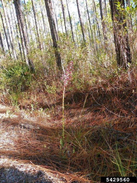 hairy chaffhead (Carphephorus paniculatus)