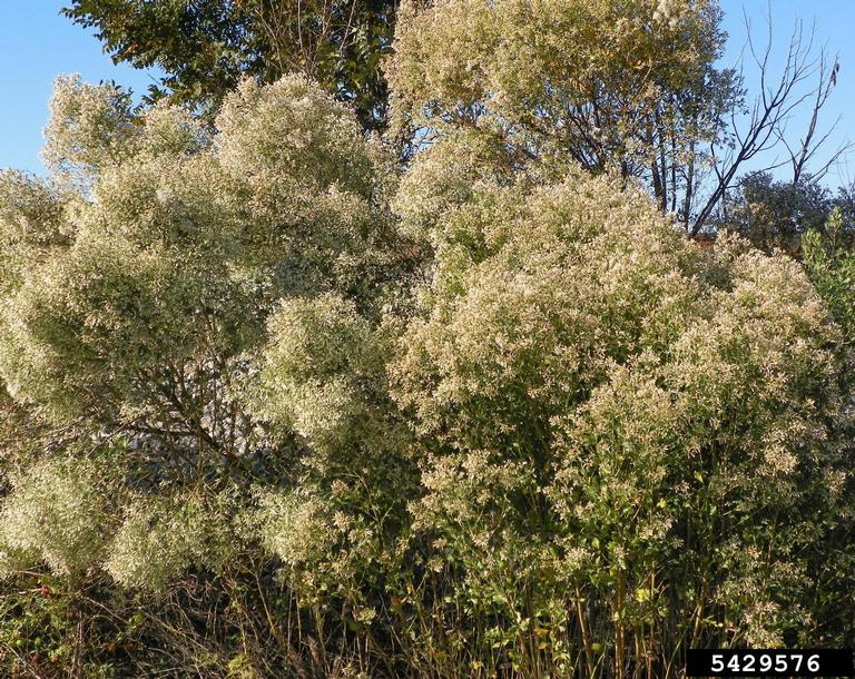 eastern baccharis (Baccharis halimifolia L.)