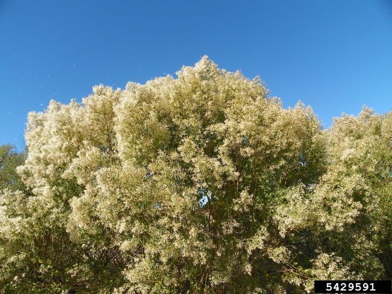 eastern baccharis (Baccharis halimifolia)