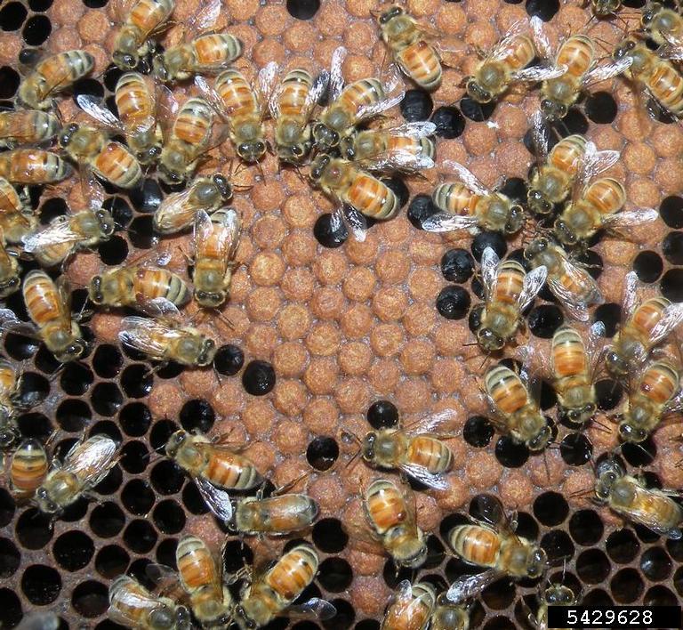 honey bee varroa mite (Varroa destructor Anderson and Trueman, 2000)