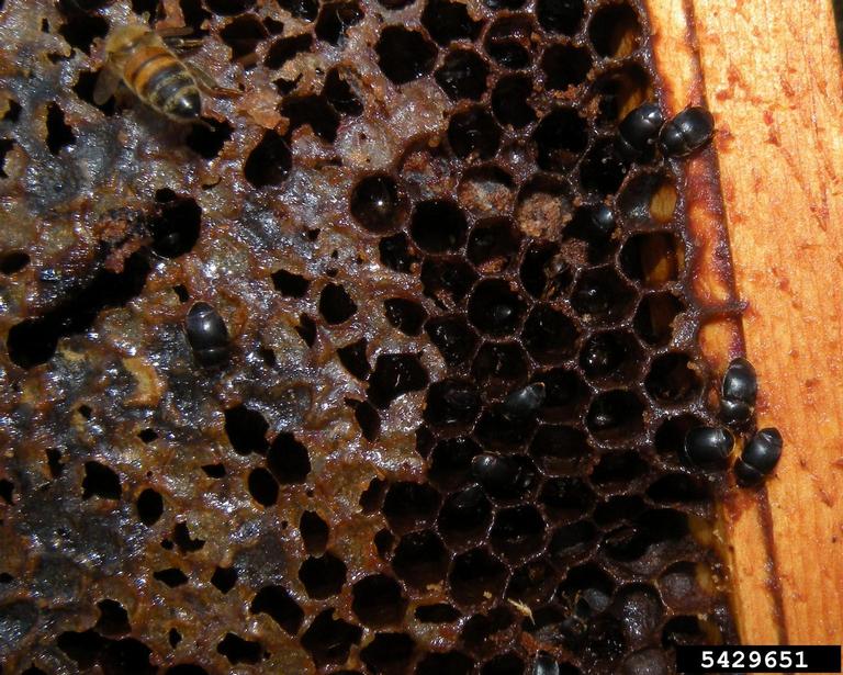 small hive beetle (Aethina tumida Murray, 1867)