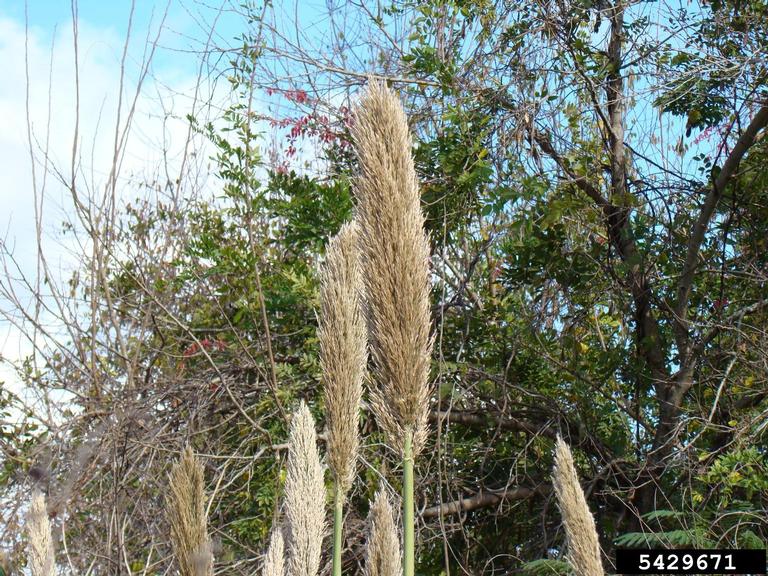 giant reed (Arundo donax L.)