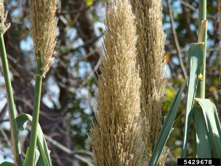 giant reed (Arundo donax L.)