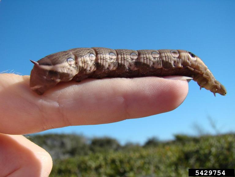tersa sphinx (Xylophanes tersa (Linnaeus))