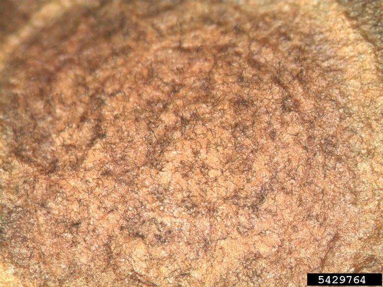 Alternaria black molds / stem cankers (Genus Alternaria Nees)
