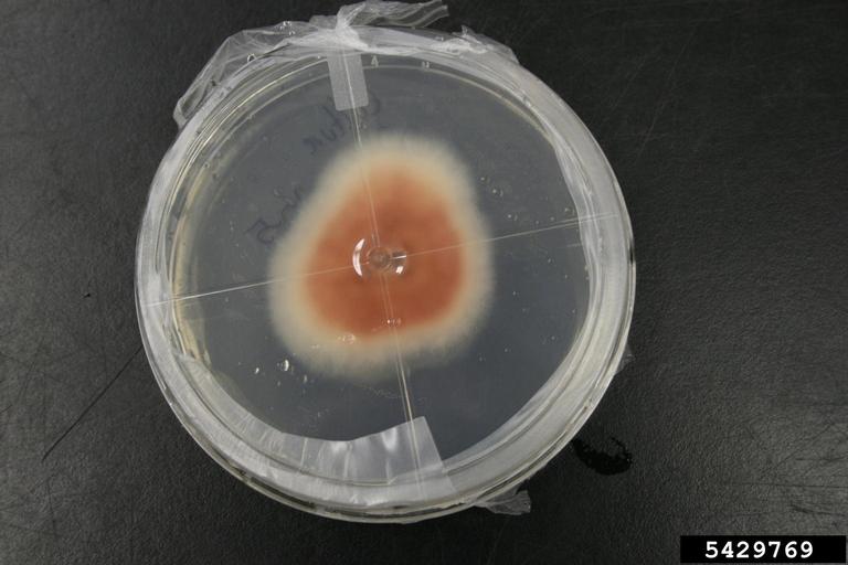 Fusarium wilts, blights, rots and damping-off (Genus Fusarium)