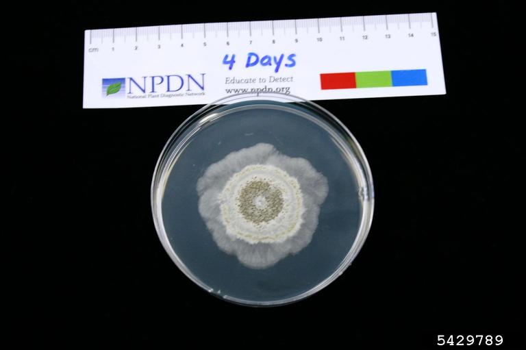 Botryosphaeria rots and cankers (Genus Botryosphaeria)