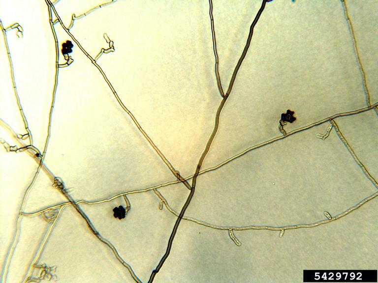Gaeumannomyces fungi (Genus Gaeumannomyces)