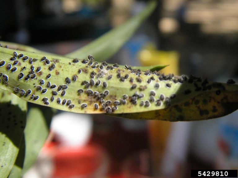 citrus blackfly (Aleurocanthus woglumi Ashby, 1915)