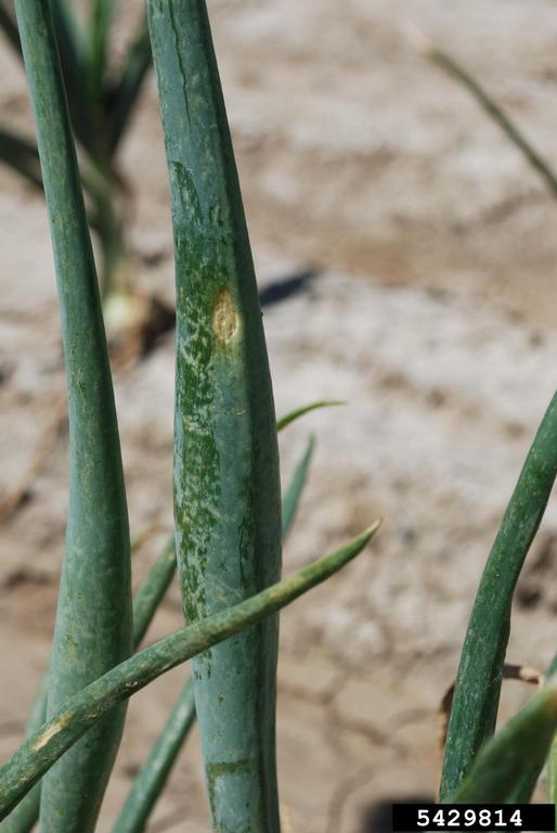 iris yellow spot virus (IYSV) (Orthotospovirus iridimaculaflavi)