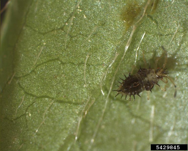 azalea lace bug (Stephanitis pyrioides)