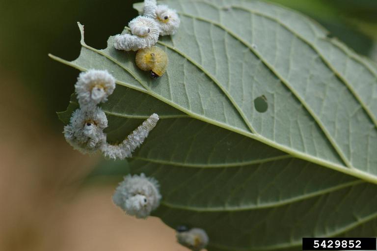 dogwood sawfly (Macremphytus tarsatus)