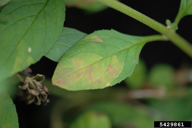 foliar nematodes (Genus Aphelenchoides)