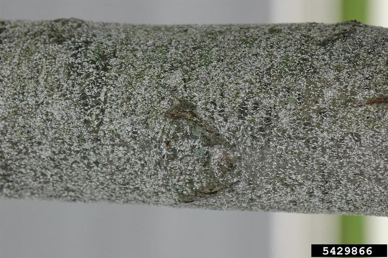 Japanese maple scale (Lopholeucaspis japonica)